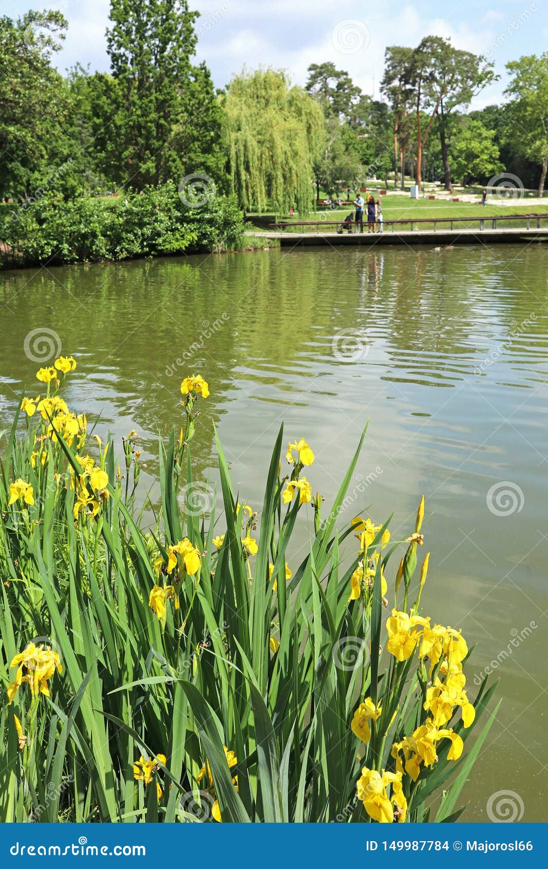 Yellow Flowers Next To the Pond Stock Photo - Image of woods, deciduous ...