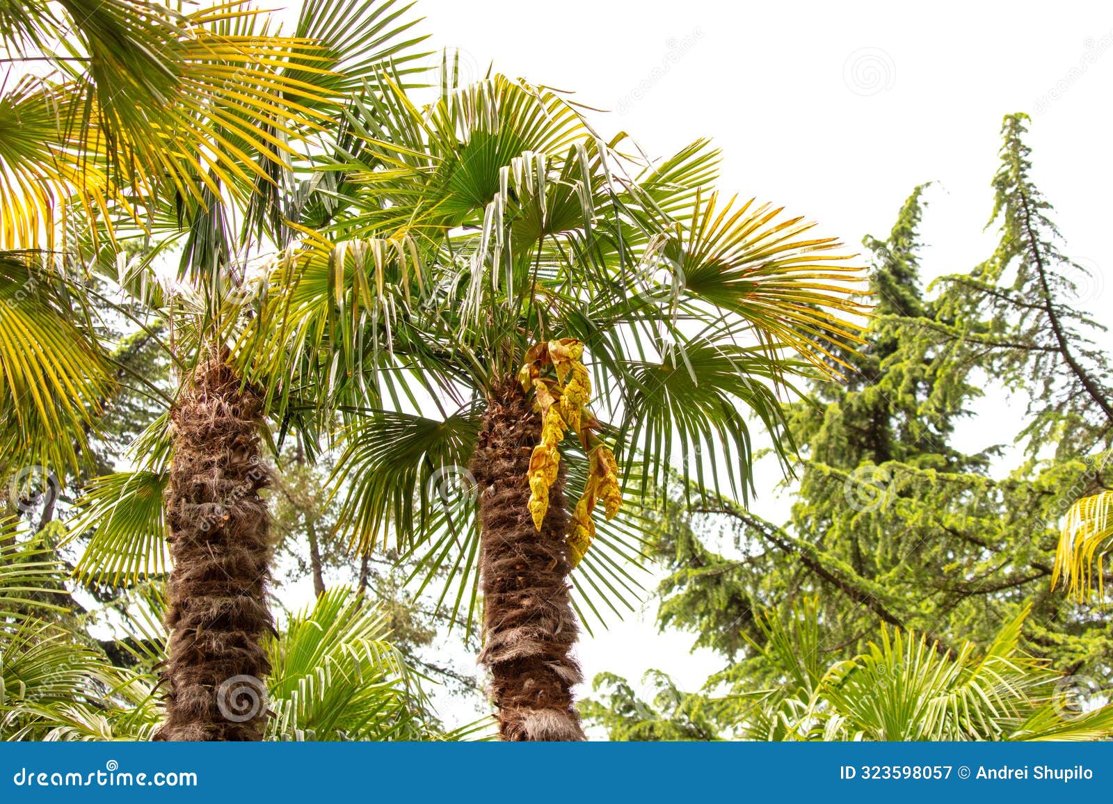 Yellow Flowers on a Palm Tree in Nature Stock Image - Image of nature ...