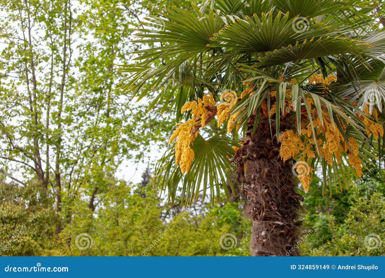 Yellow Flowers on a Palm Tree in Nature Stock Image - Image of close ...