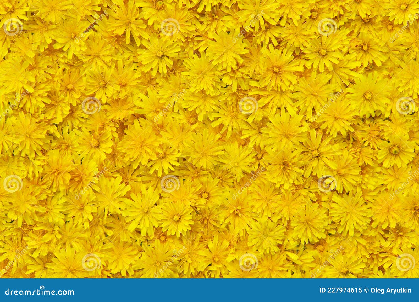 The Yellow Flowers Pattern. Beautiful Nature Summer Background Stock ...