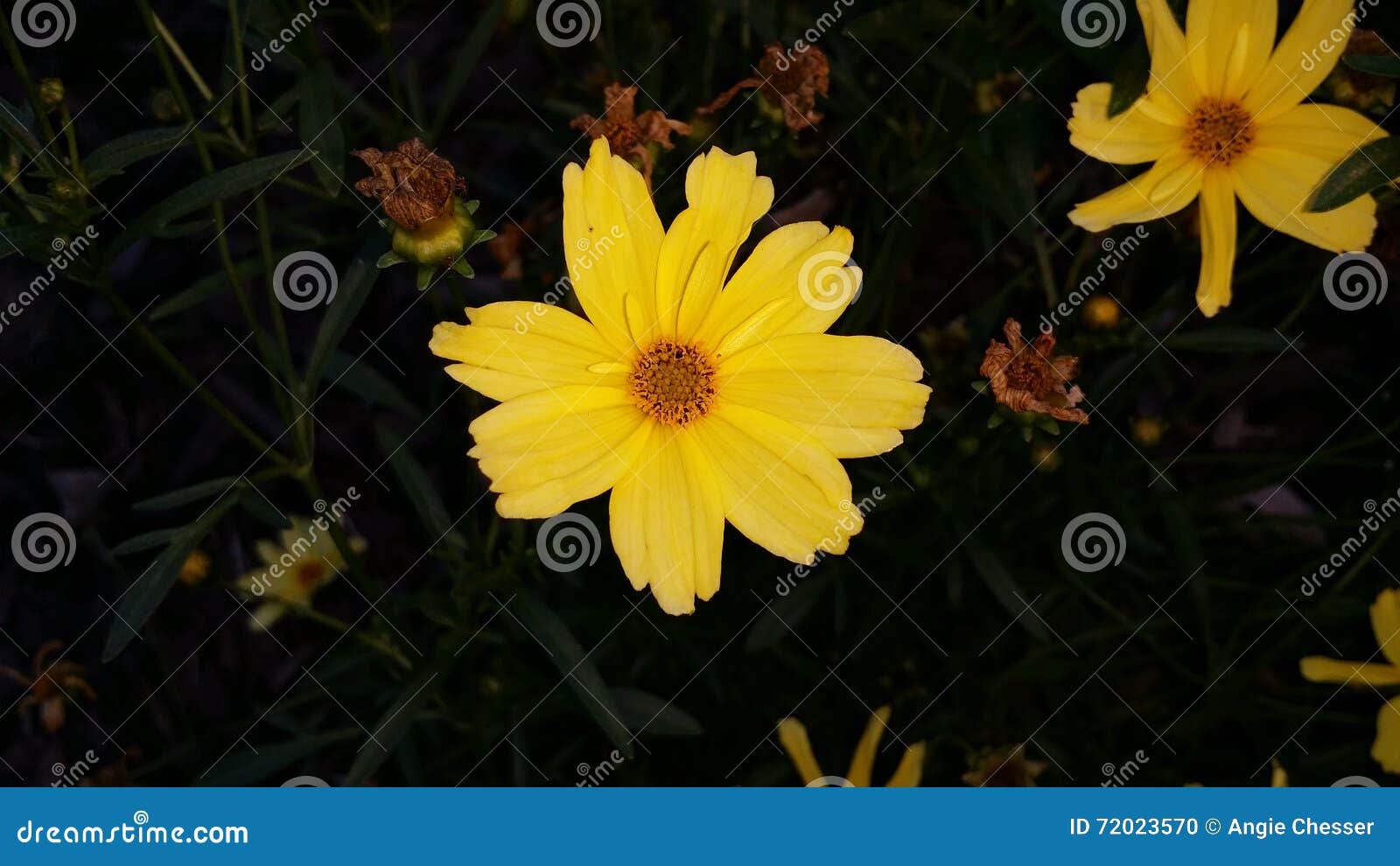 Yellow flowers stock photo. Image of pretty, dark, flowers - 72023570
