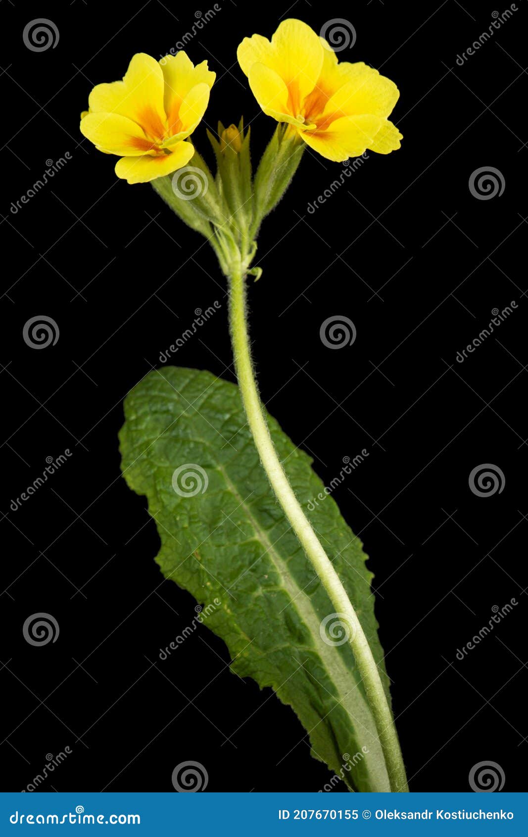 Yellow Flowers of Primrose, Isolated on Black Background Stock Image ...