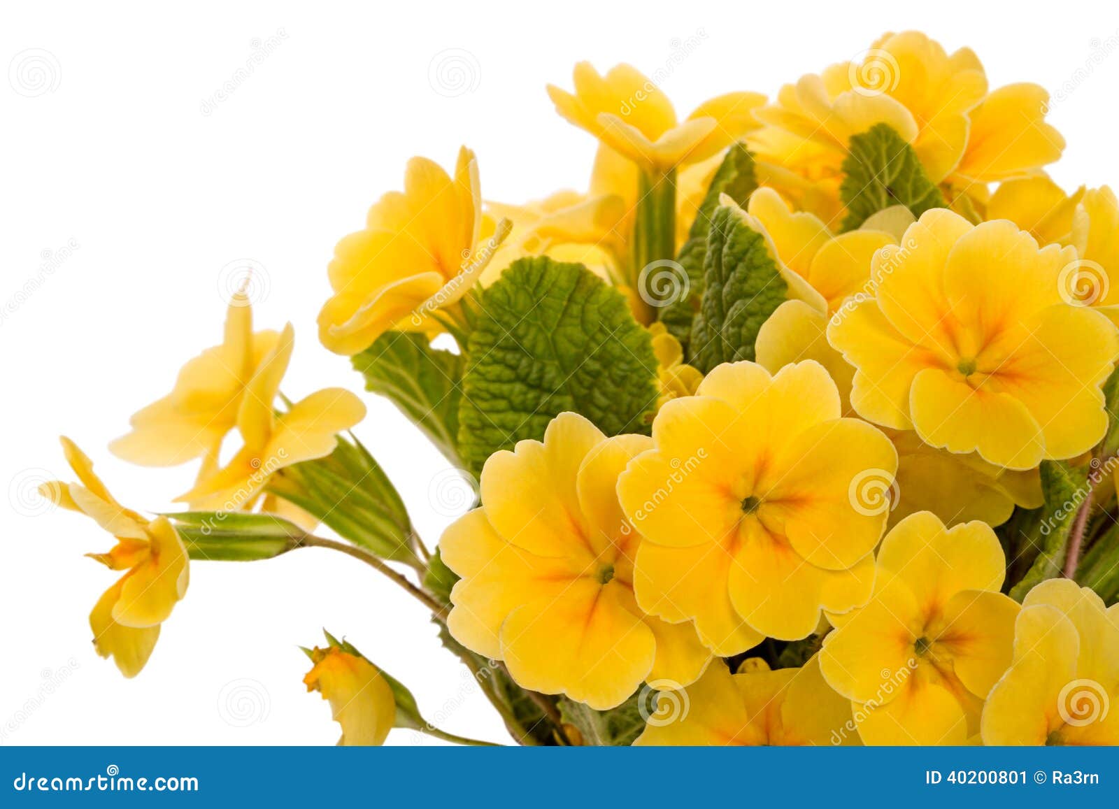 Yellow flowers Primula stock image. Image of spring, pastel - 40200801