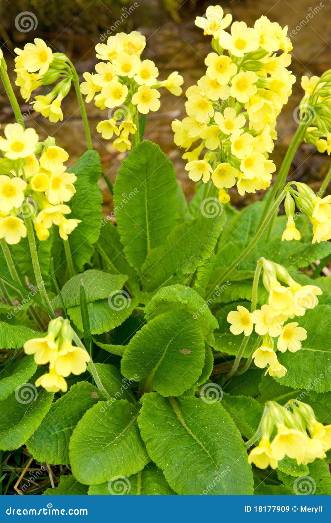 Yellow Flowers Primula Veris Stock Image - Image of cluster, green ...