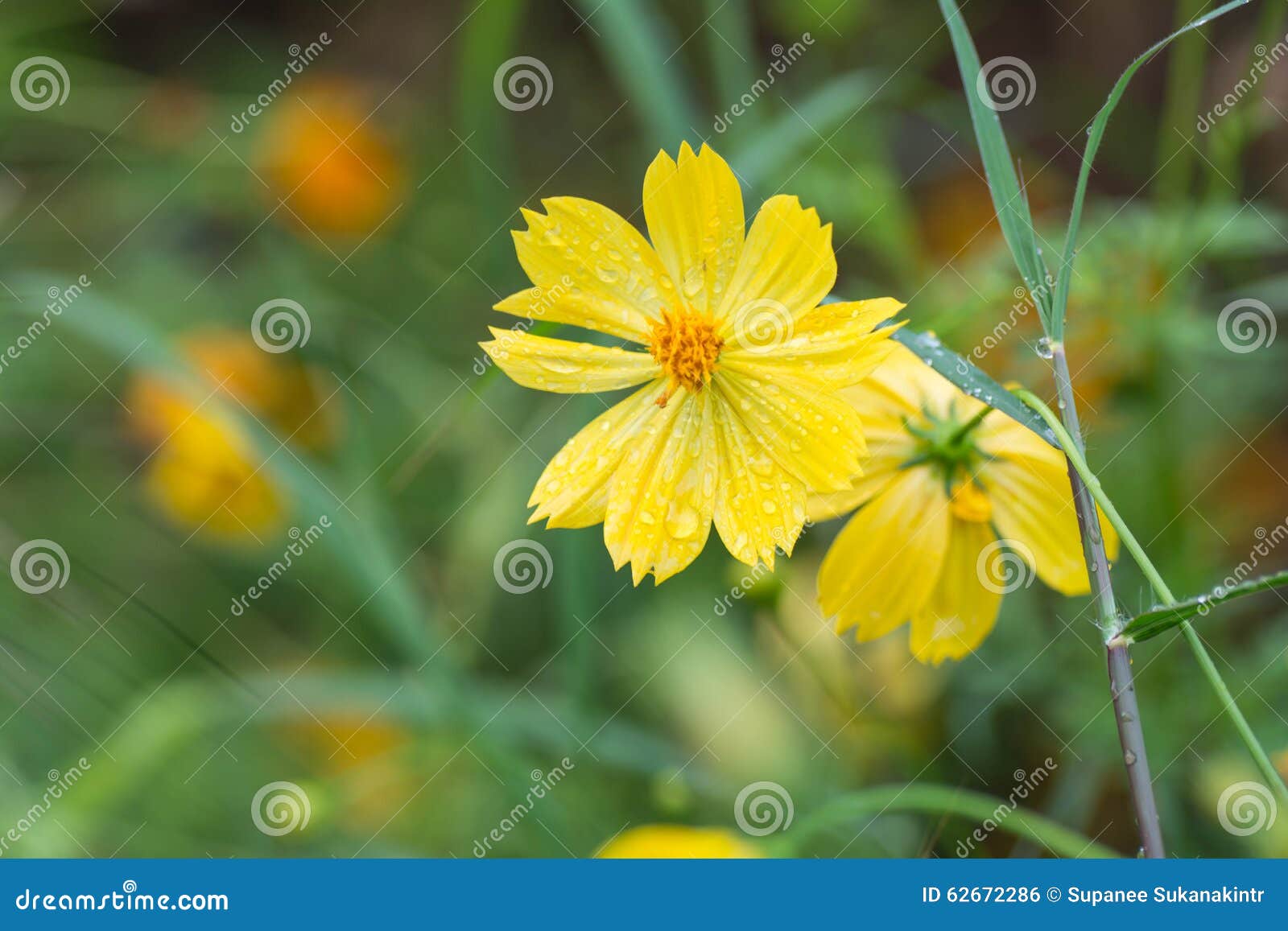 Yellow Flowers with Rain Drops Stock Photo - Image of petals, flowers ...
