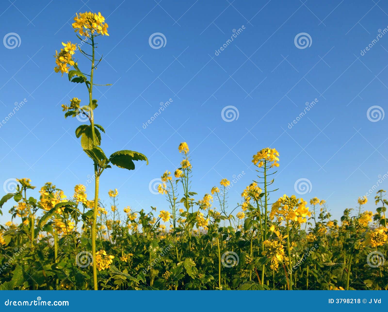 Yellow Flowers of a field stock photo. Image of crops - 3798218
