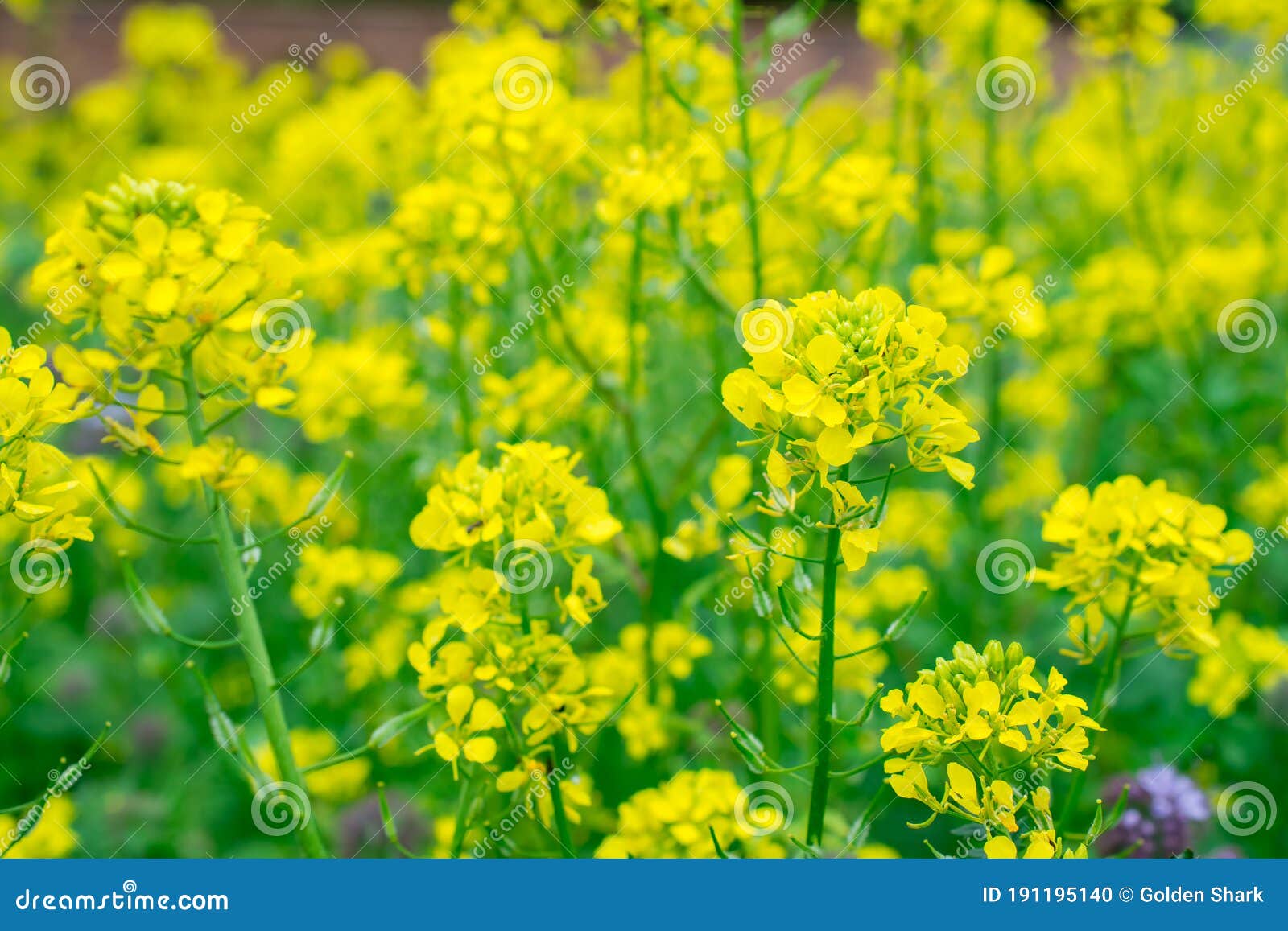 Yellow Flowers Rapeseed Field Texture Background Stock Photo - Image of ...