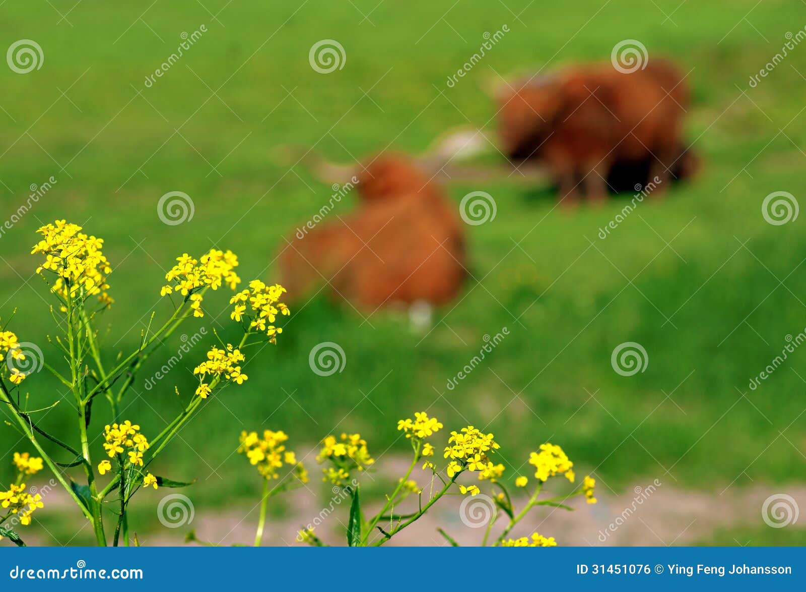 Yellow Flowers and Resting Cows Stock Photo - Image of livestock ...