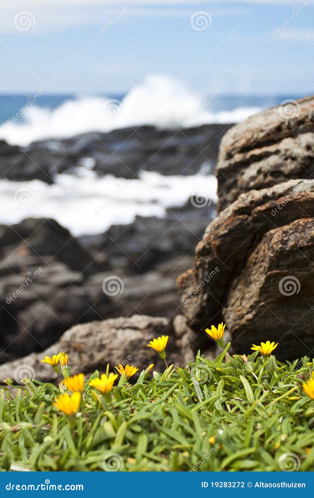 Yellow Flowers on the Rocks by the Sea Stock Photo - Image of ...