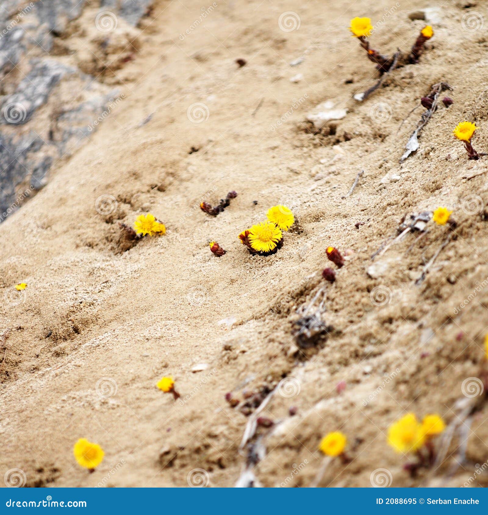 Yellow Flowers in Sand stock image. Image of brightly - 2088695