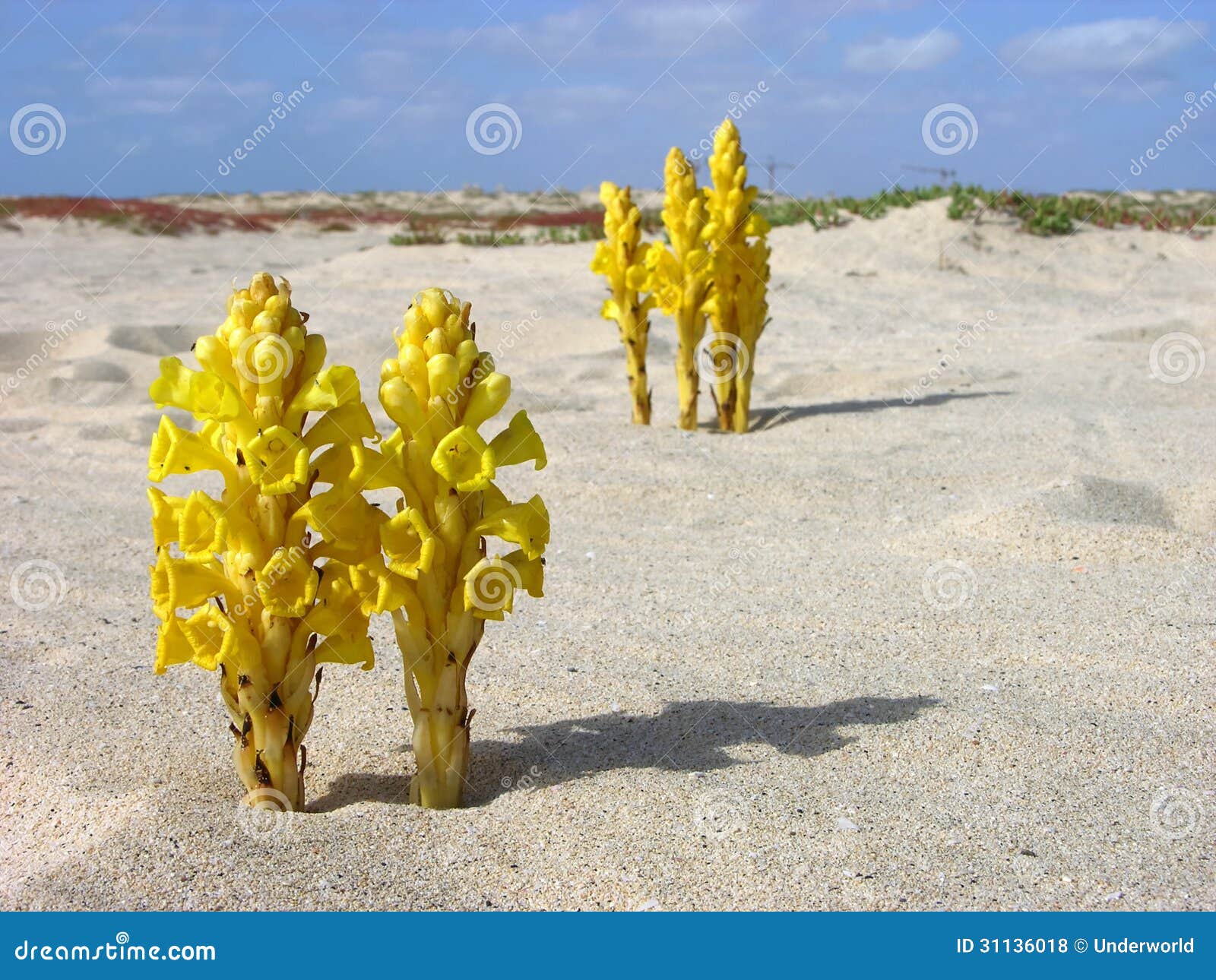 Yellow flowers on the sand stock photo. Image of color - 31136018