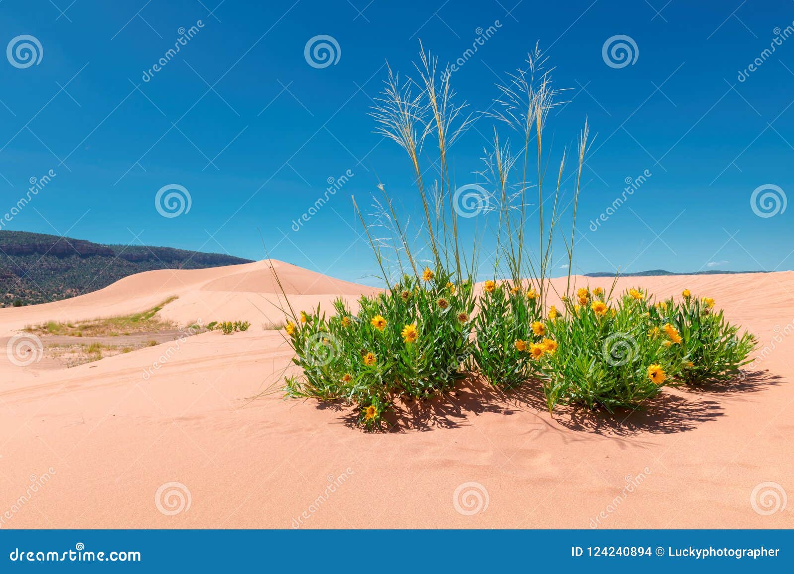 Yellow Flowers in the Sand Dunes Stock Photo - Image of sandy, scenic ... Yellow Flowers in the Sand Dunes Stock Photo - Image of sandy, scenic ...