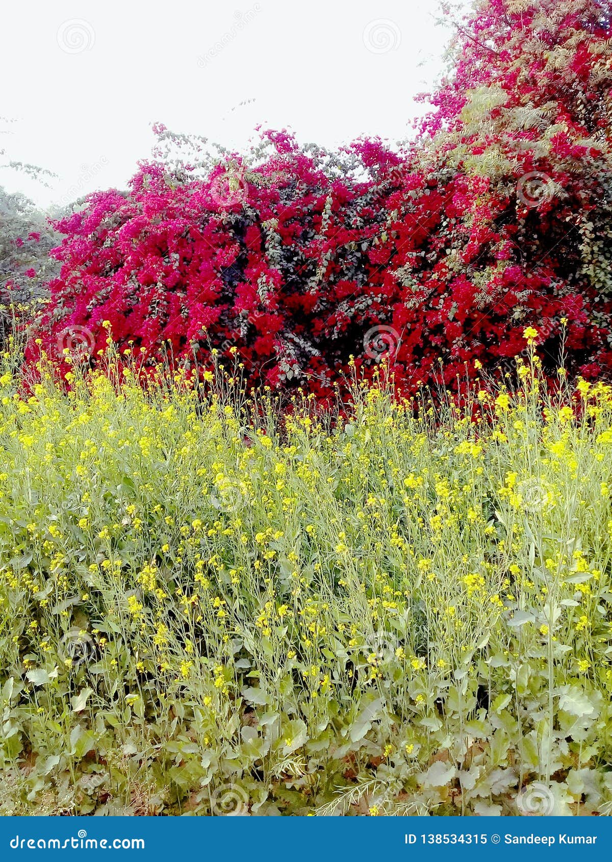 Sarso Red Tree Stock Photos - Free & Royalty-Free Stock Photos from ...