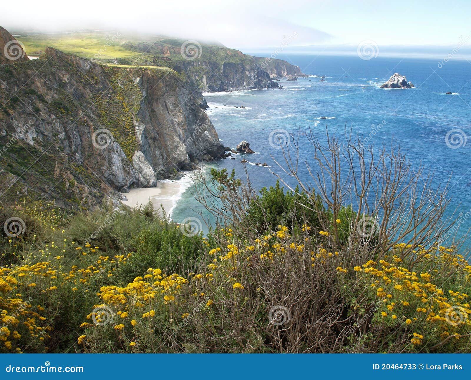 Yellow Flowers on Sea Cliffs Stock Image - Image of outside, distance ...