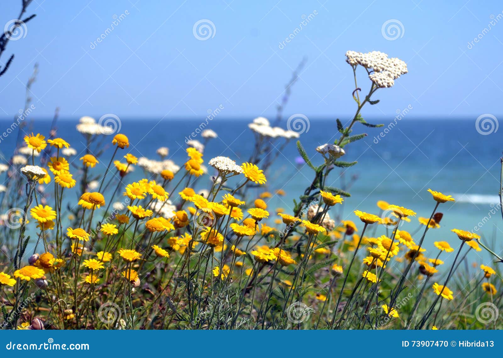 Yellow Flowers on the Seaside Stock Photo - Image of yellow, grass ...