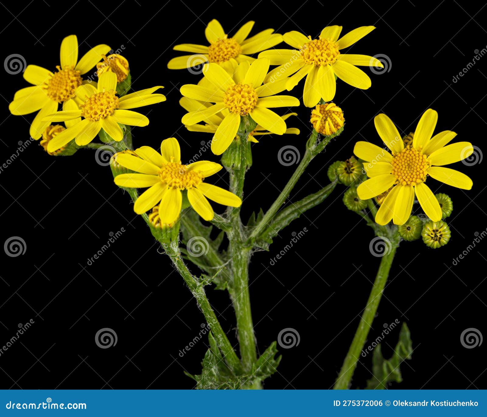 Yellow Flowers of Senecio Vernalis, Eastern Groundsel, Spring Groundsel ...