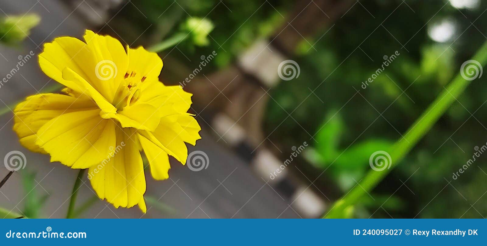 Yellow Flowers on the Side of the Road Stock Image - Image of flower ...