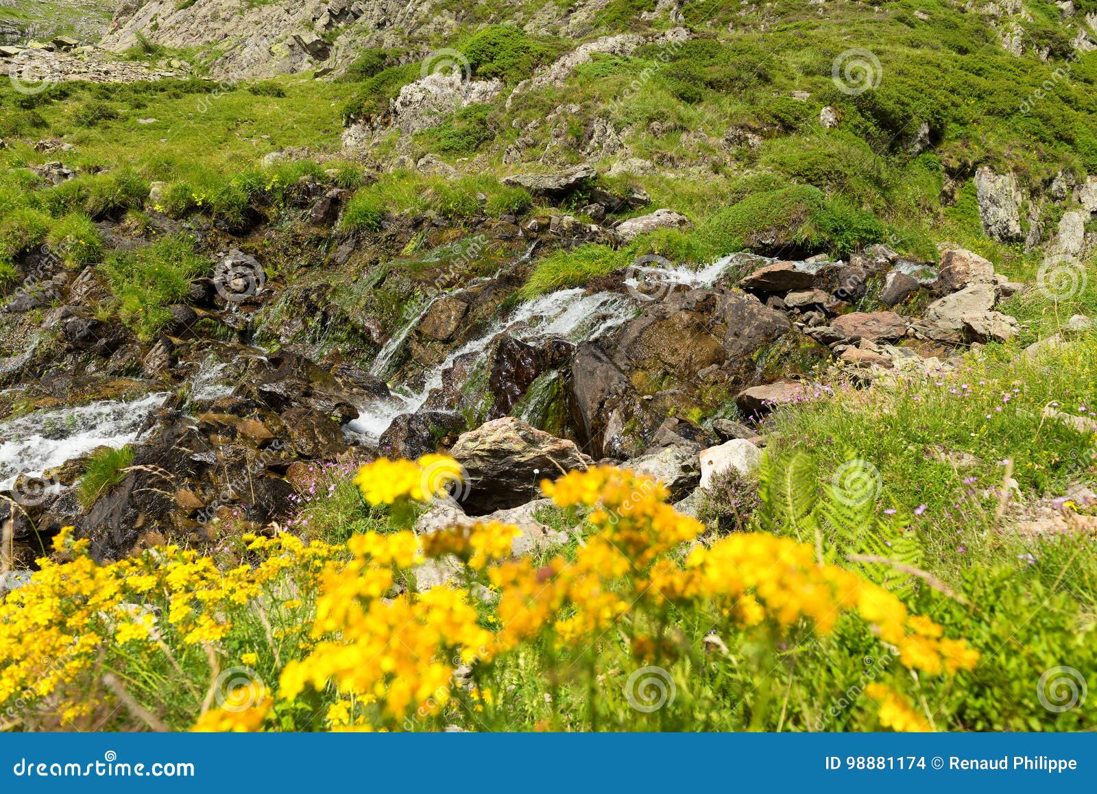 Yellow Flowers and Small Waterfall in Mountains Stock Photo - Image of ...