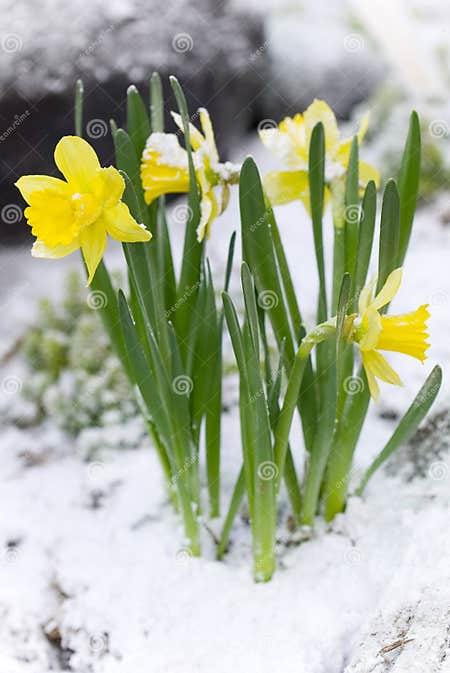 Yellow flowers in the snow stock photo. Image of fields - 2357438