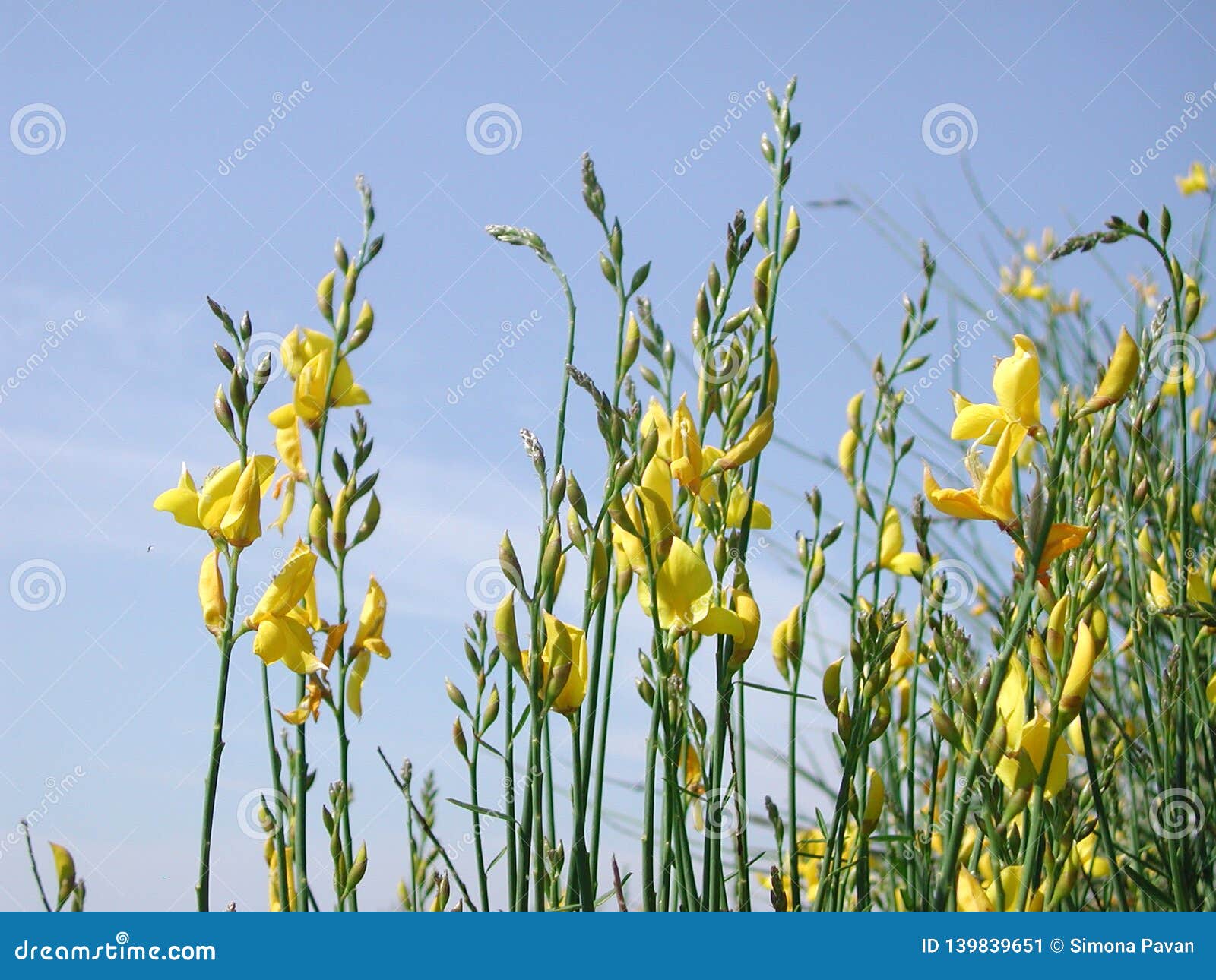 Spartium junceum in bloom stock image. Image of botany - 139839651