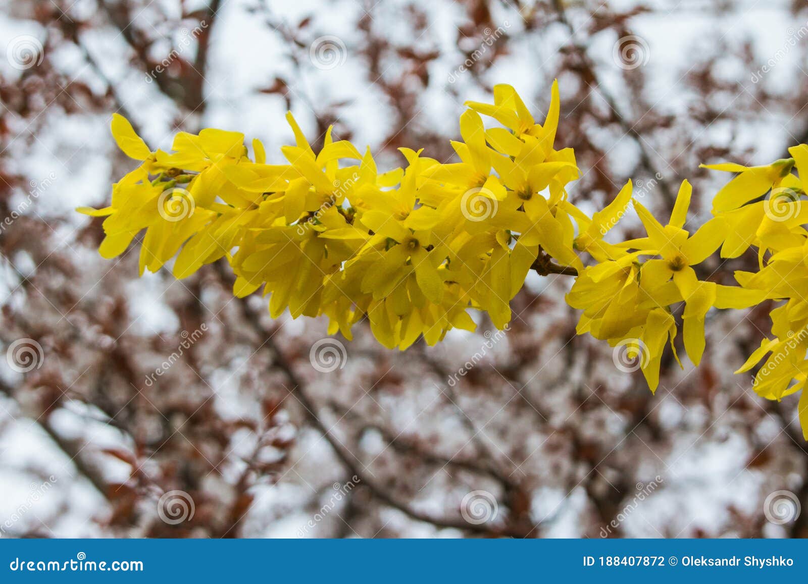 Yellow flowers in spring stock photo. Image of beautiful - 188407872