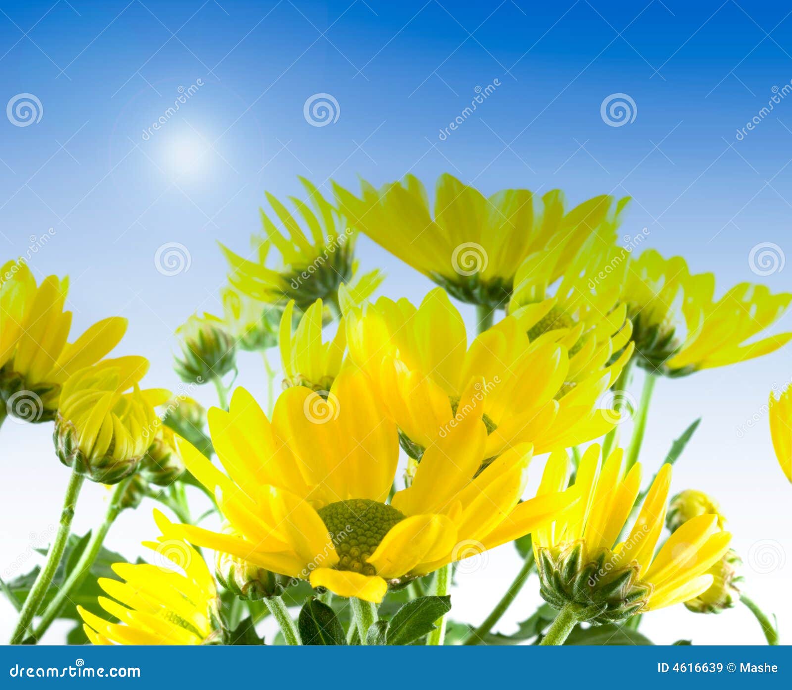 Yellow flowers in spring stock image. Image of natural - 4616639