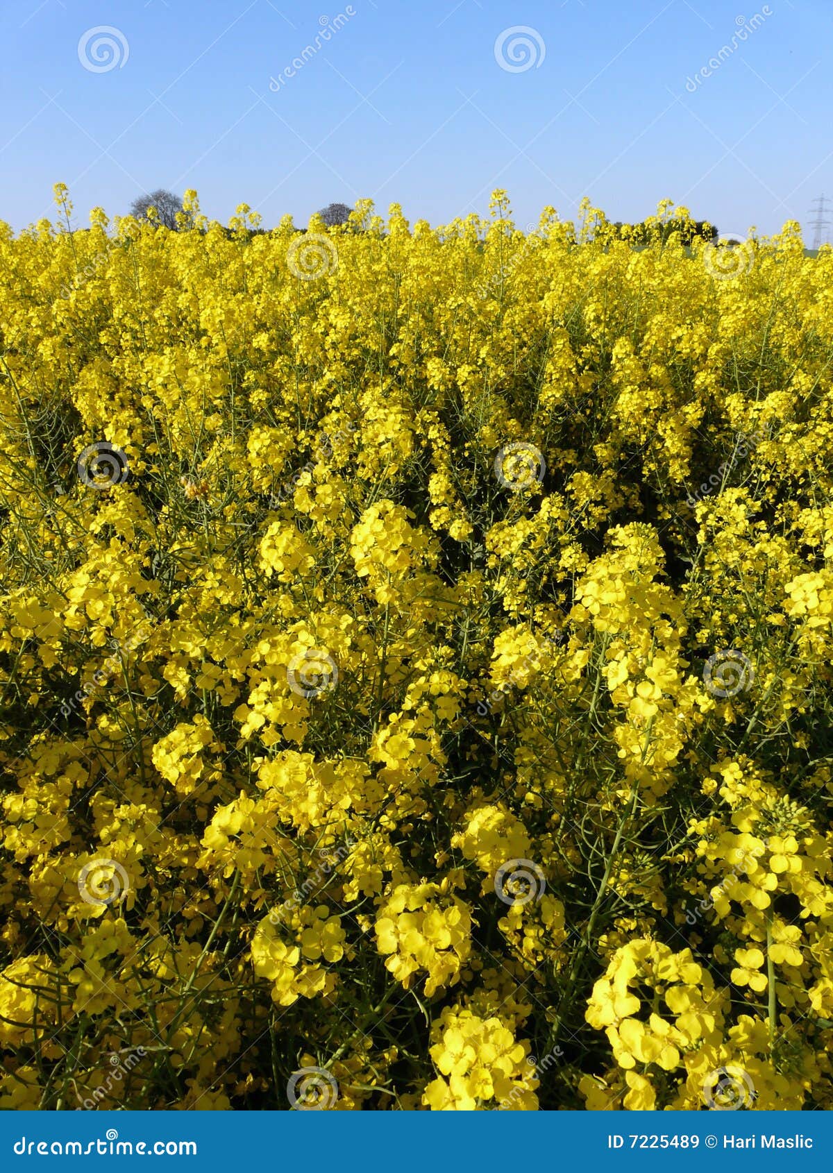 Yellow flowers in spring stock image. Image of impression - 7225489