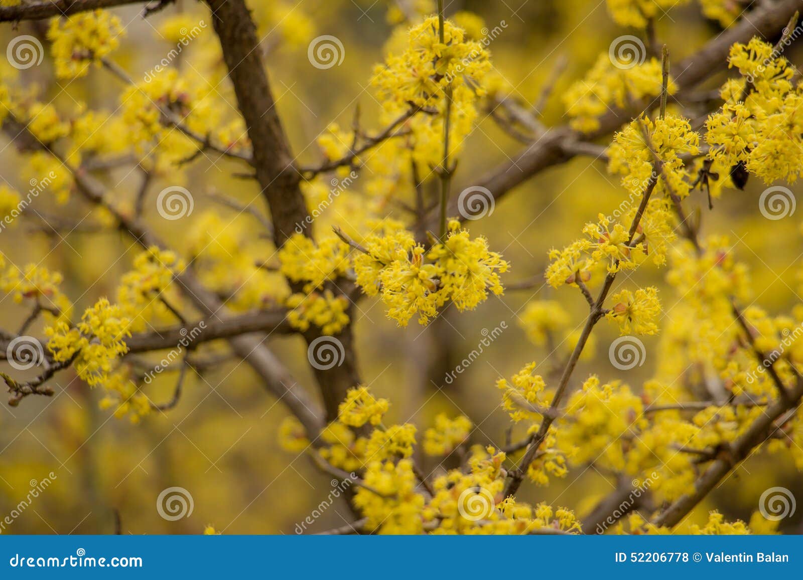Yellow flowers in spring. stock photo. Image of field - 52206778