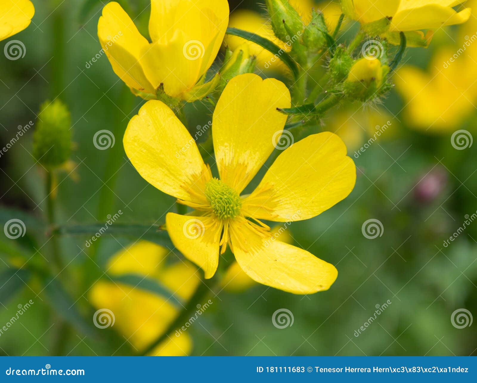 Yellow flowers in spring stock image. Image of flowers - 181111683