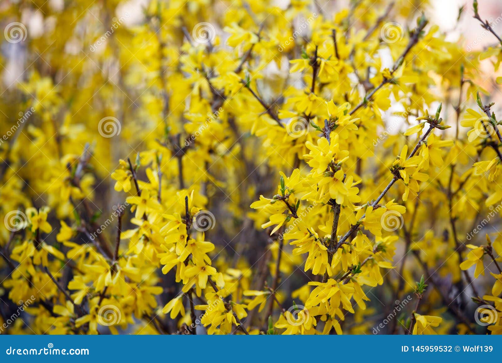 Yellow flowers in spring stock photo. Image of petal - 145959532