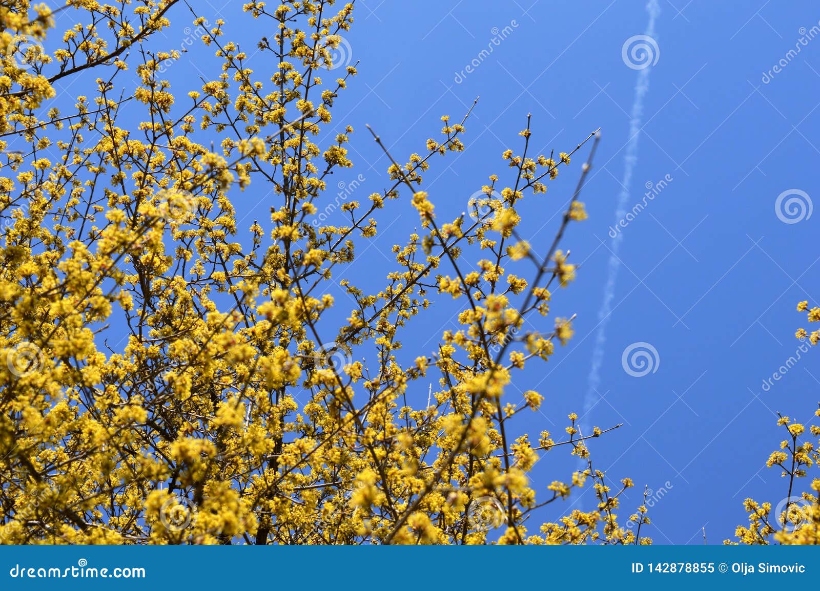 Yellow flowers on the tree stock image. Image of color - 142878855