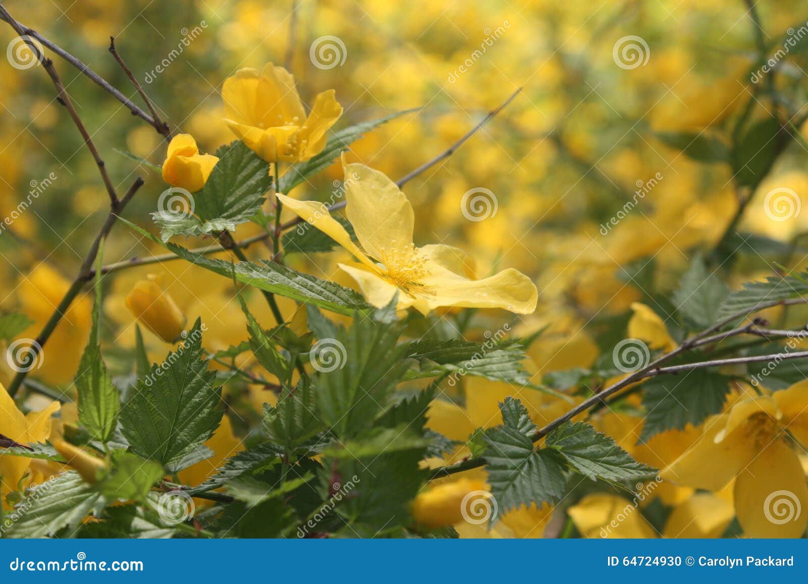 Yellow Flowers in the Springtime. Stock Photo - Image of flora ...