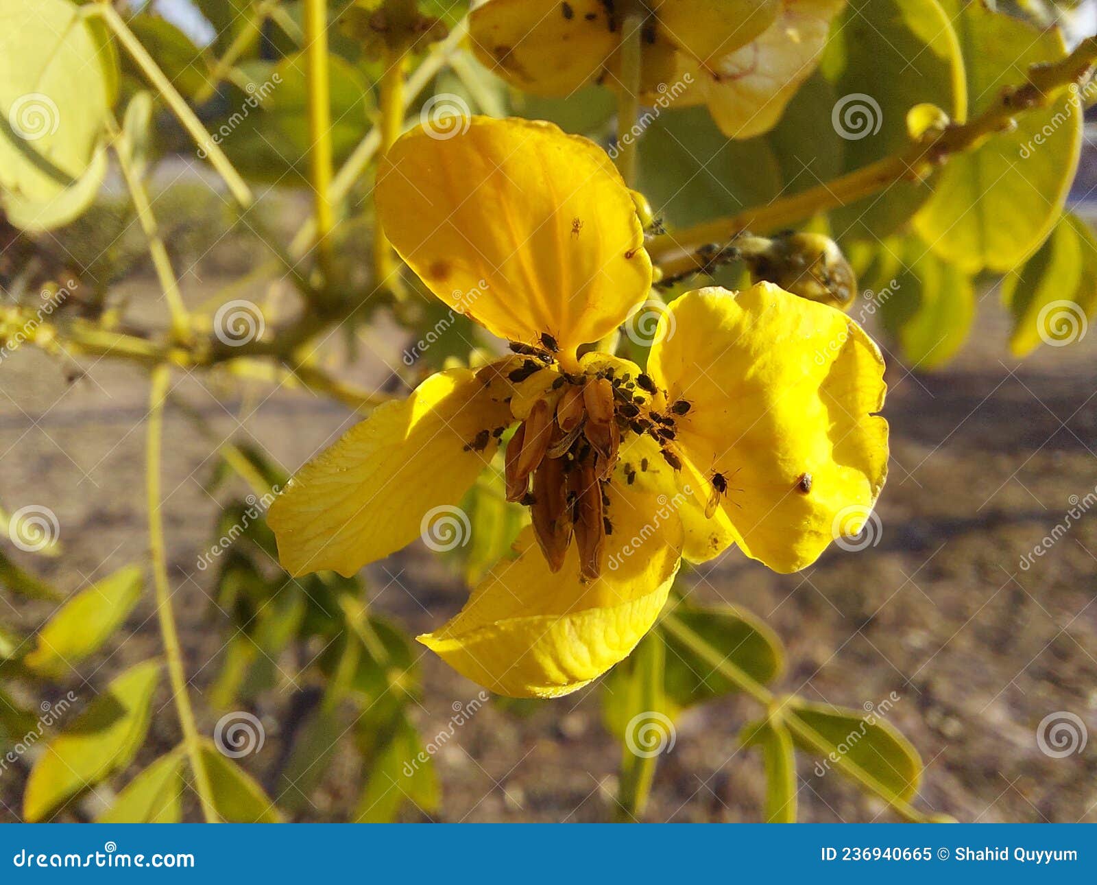 Yellow Flowers Stem with Insects Close Up Stock Image - Image of plant ...