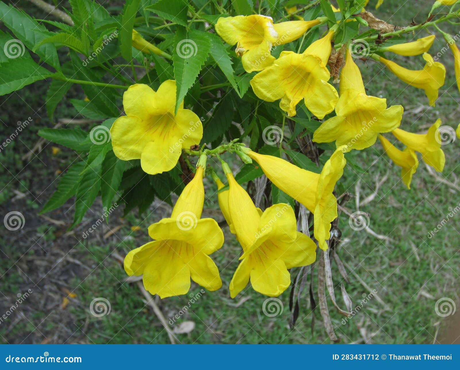 Yellow Flowers with Stems and Leaves Stock Photo - Image of collection ...