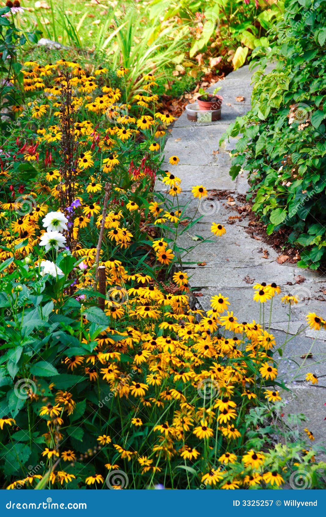 Yellow Flowers and Stone Path Stock Image - Image of stones ...