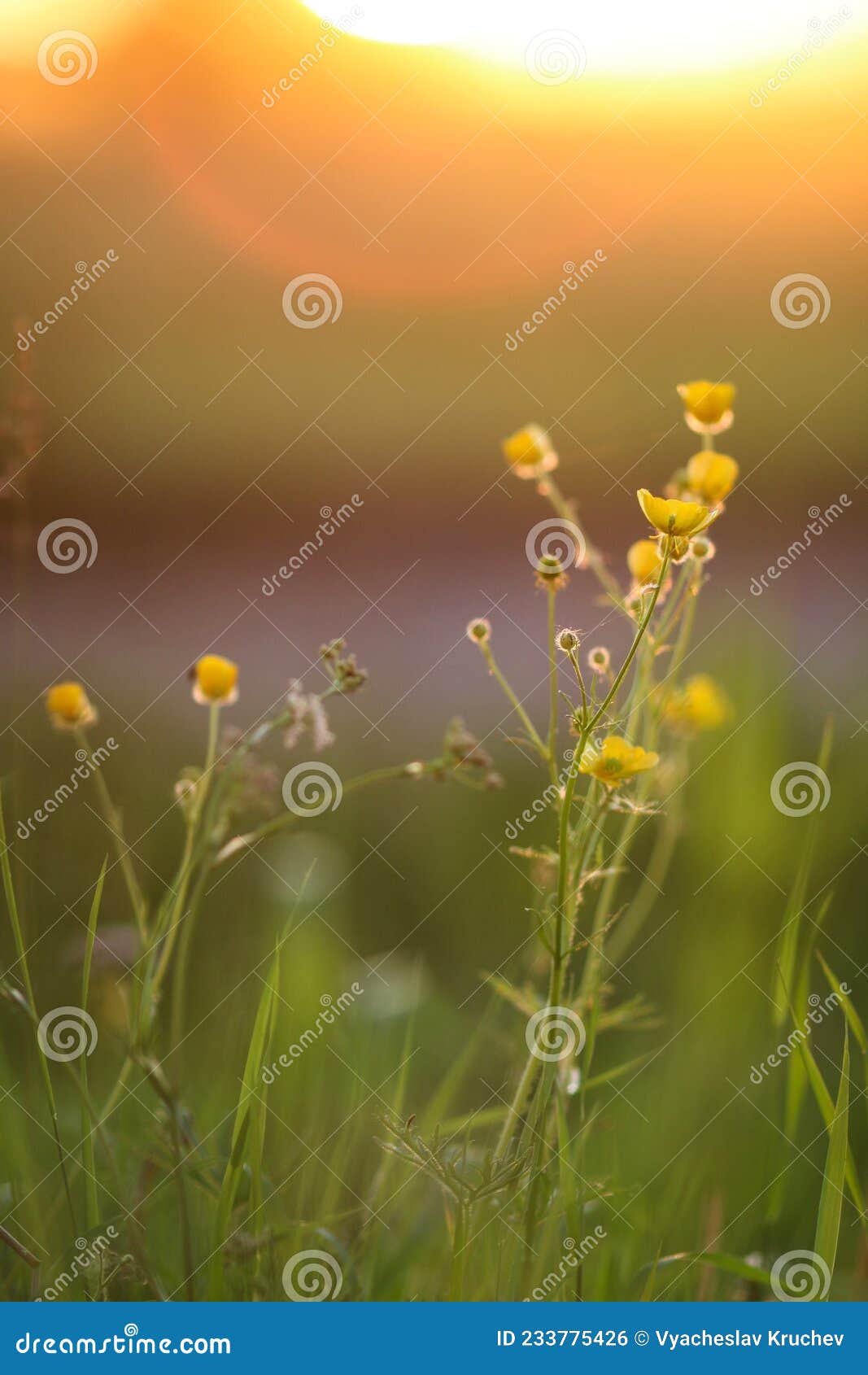 Flowers at sunset stock photo. Image of morning, blossom - 233775426