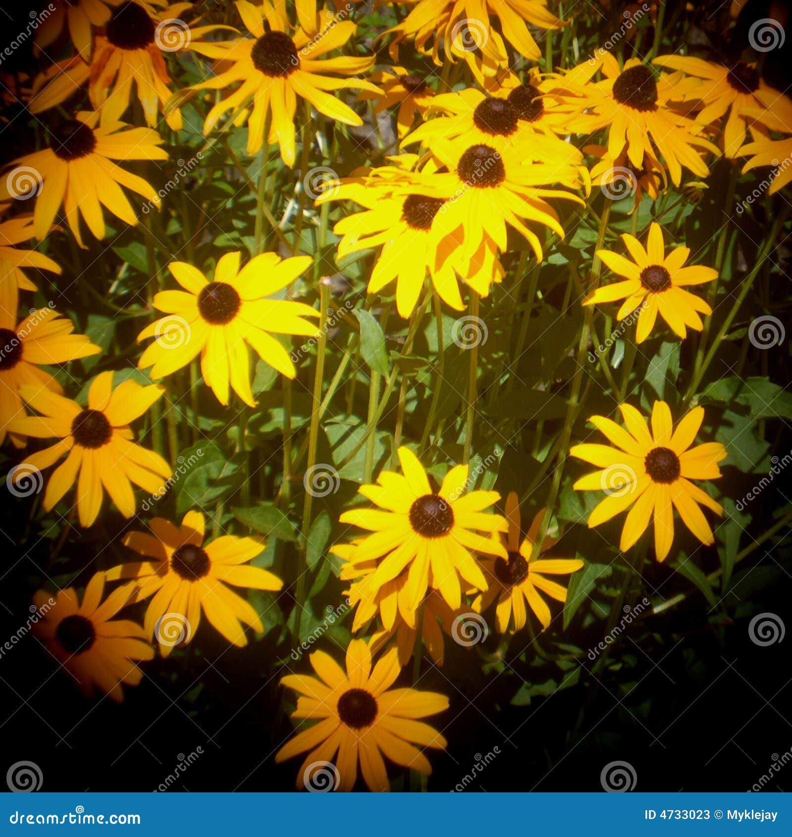 Yellow Flowers in Summer Time Stock Image - Image of plants, garden ...