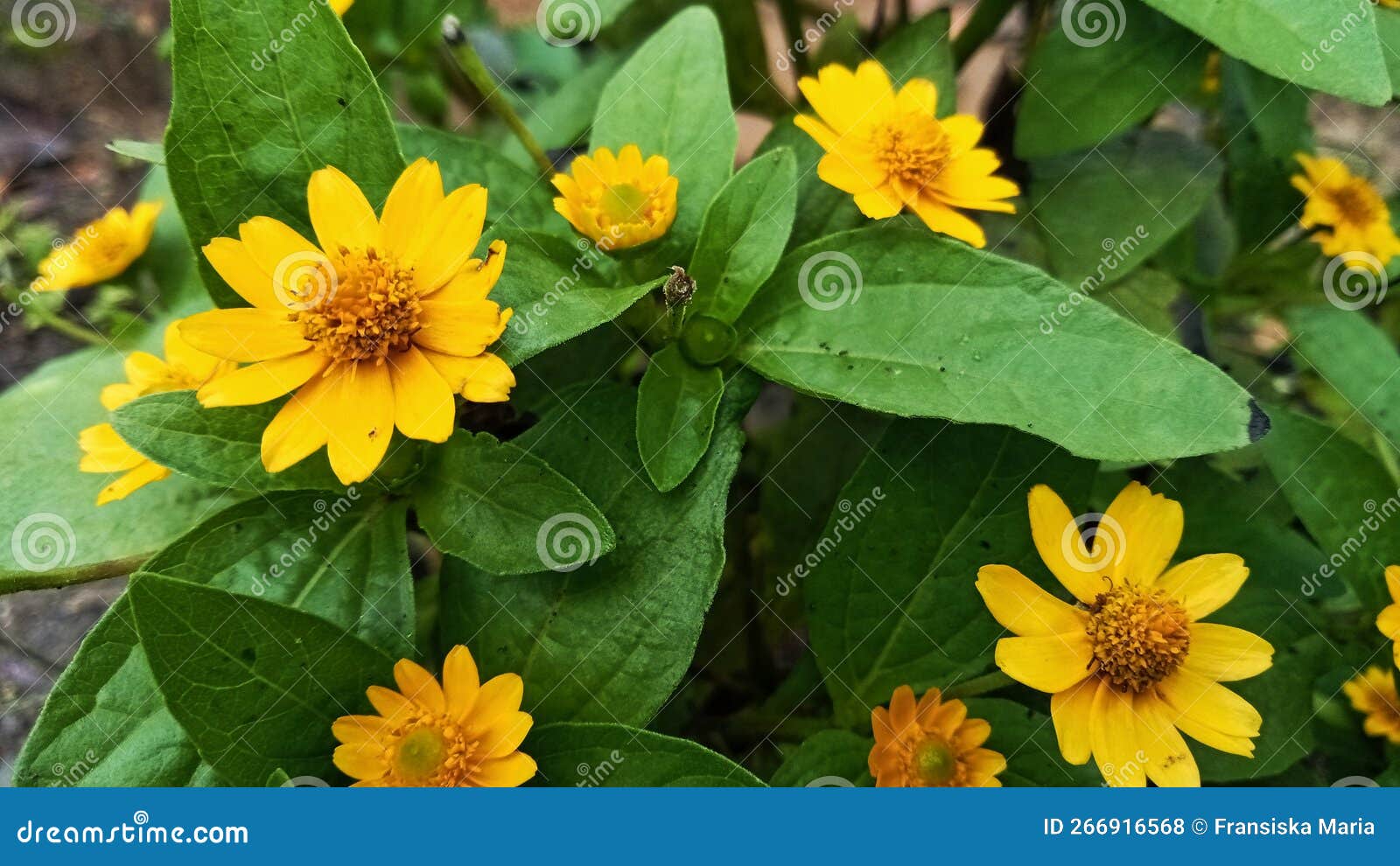 Yellow Flowers at Summer Time, Nature Concept Stock Photo - Image of ...
