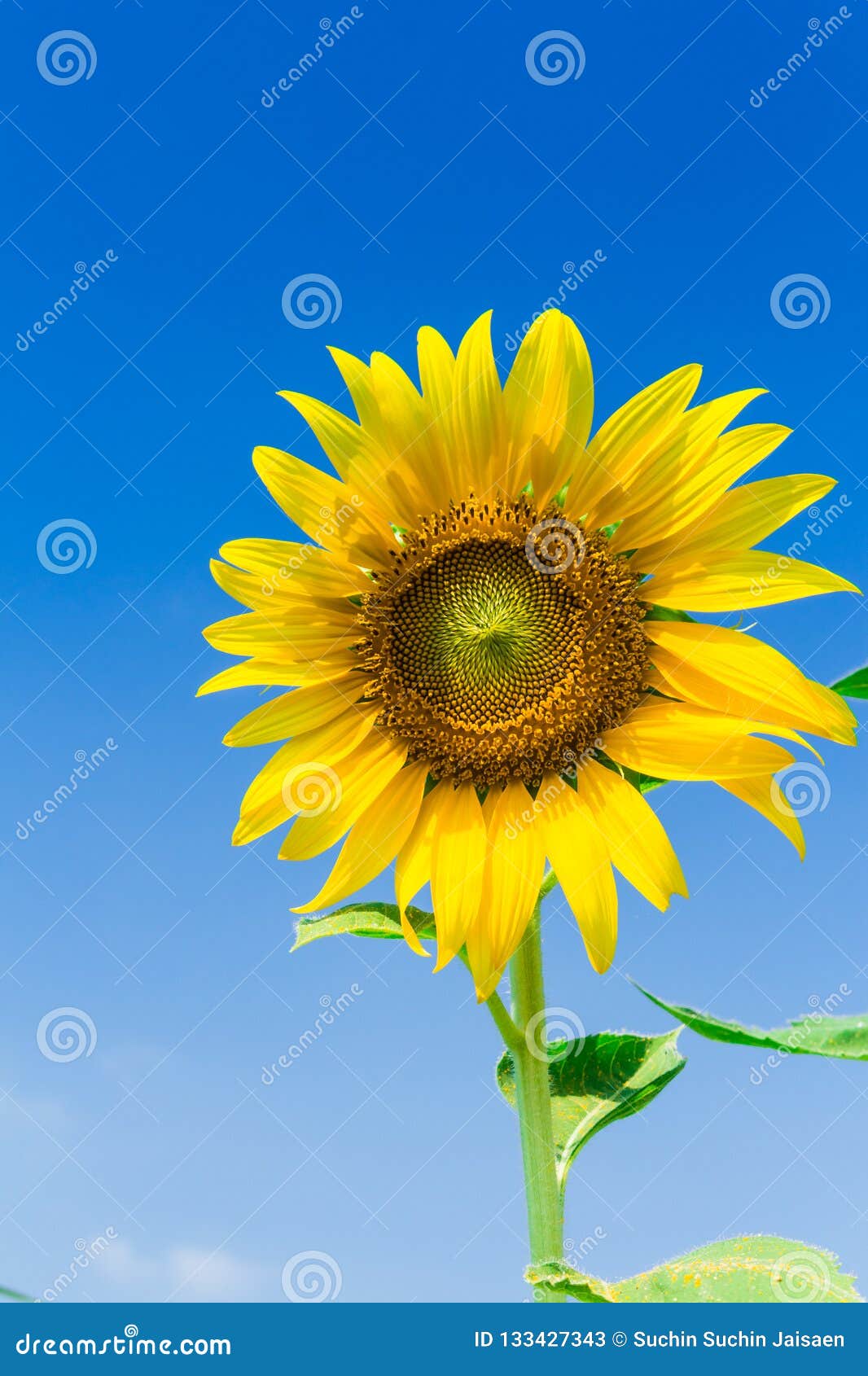 Yellow flowers stock image. Image of yellowflowers, marigold - 133427343