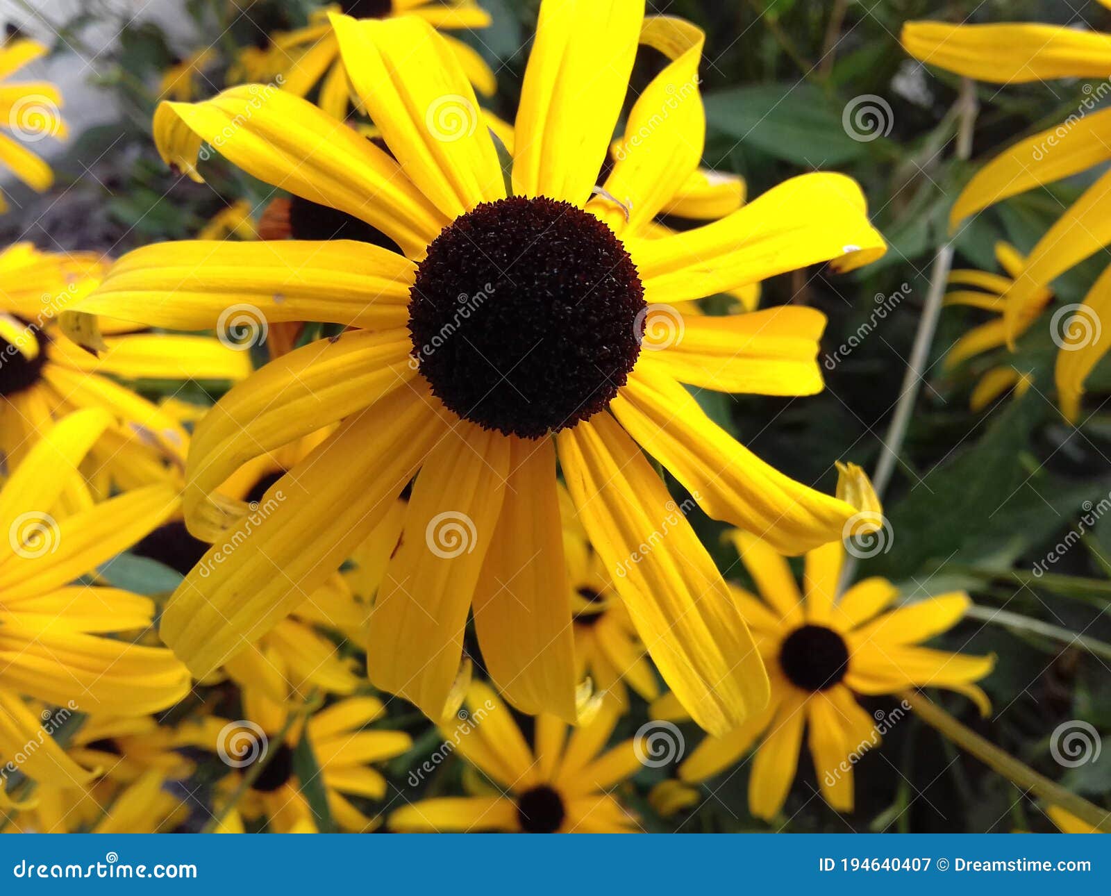 Yellow flowers on sun stock image. Image of herb, field - 194640407