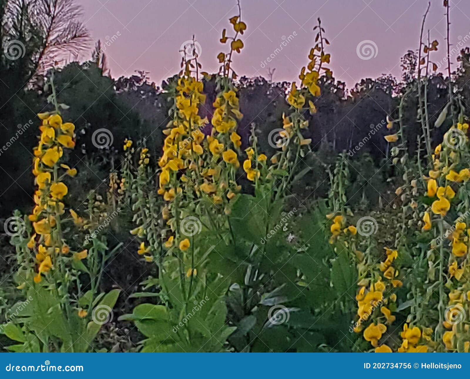 Yellow flowers at sunset stock photo. Image of autumn - 202734756