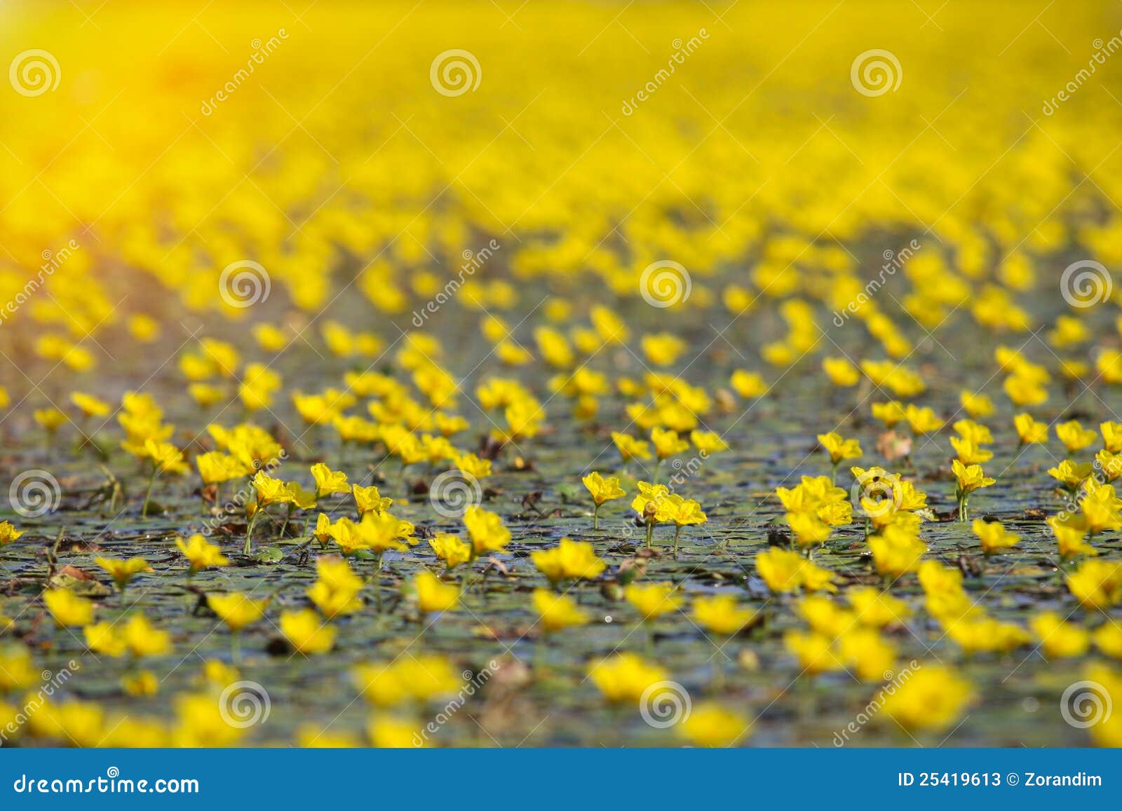 Yellow flowers on swamp stock image. Image of rural, scenic - 25419613