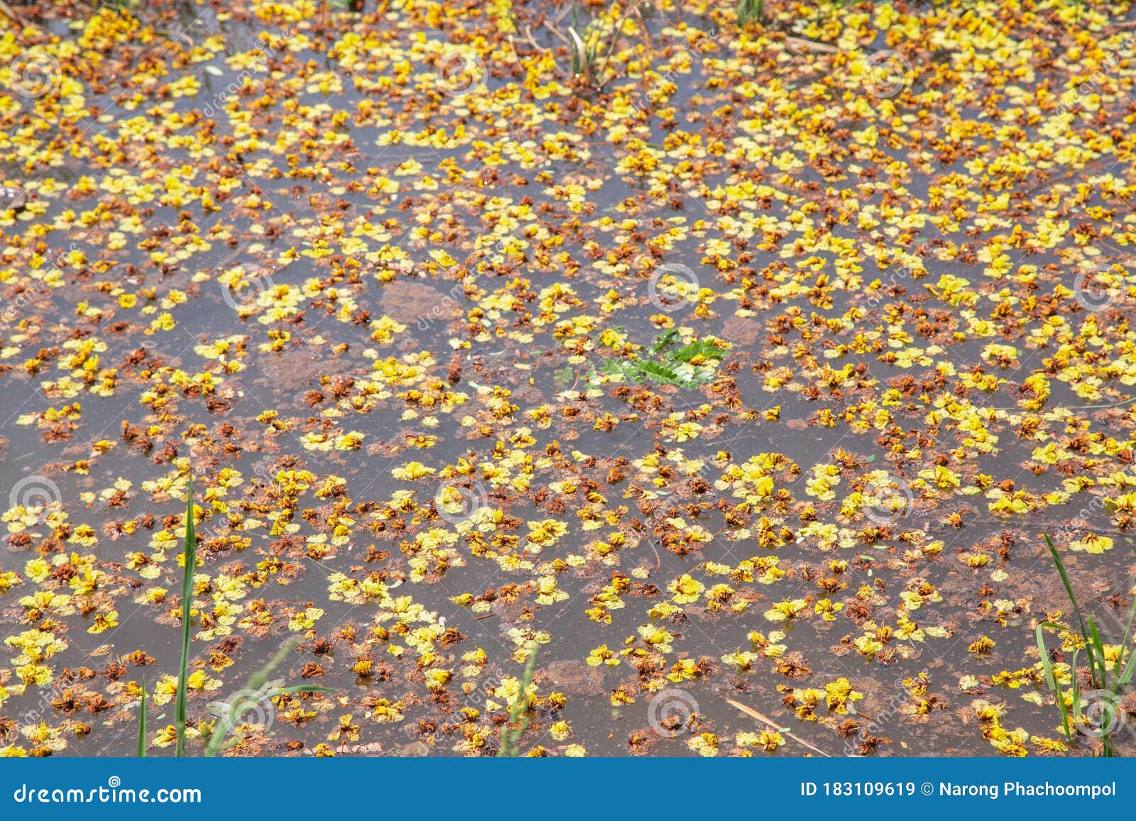 Yellow Flowers in the Swamp Stock Image - Image of guria, environment ...
