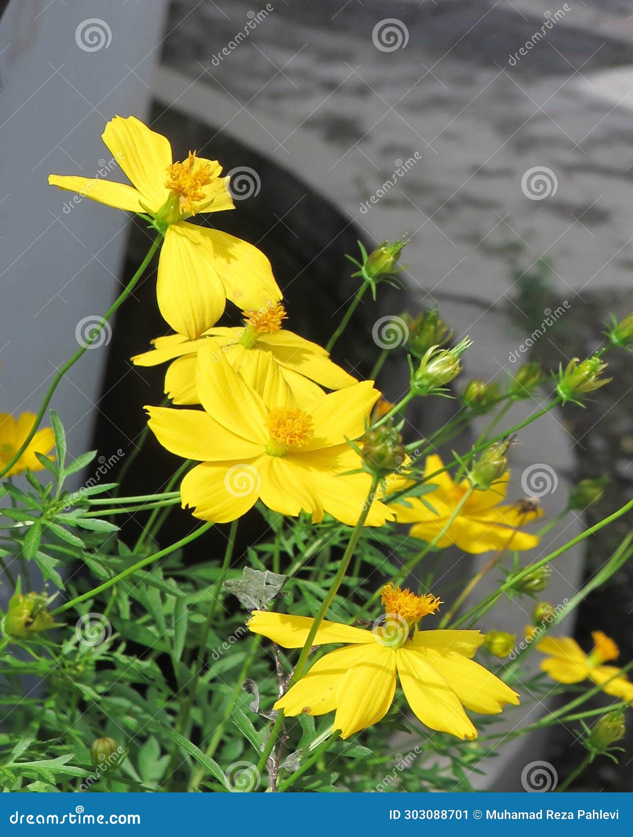 Yellow Flowers: a Symbol of Happiness and Joy Stock Image - Image of ...