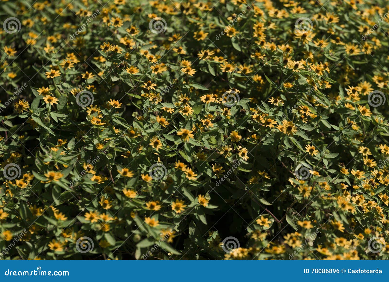 Yellow flowers texture stock photo. Image of fresh, natural - 78086896