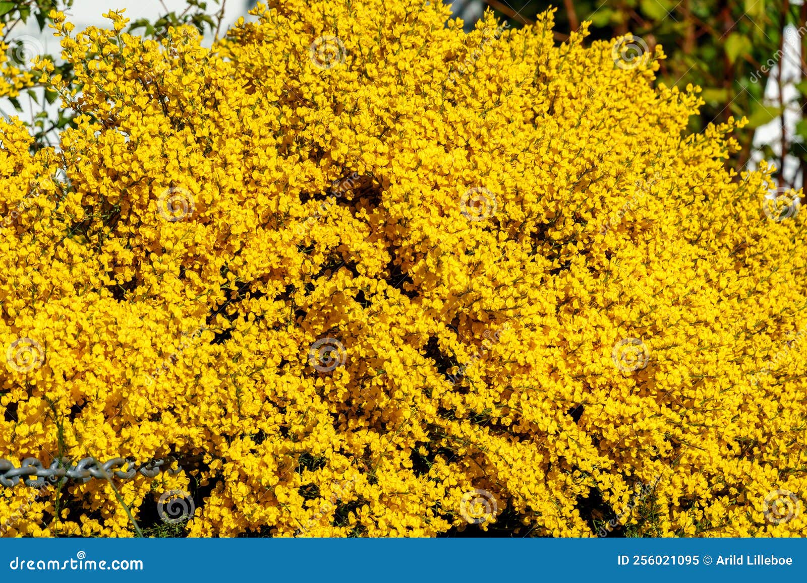 Yellow Flowers Texture in the Garden. Stock Image - Image of spring ...