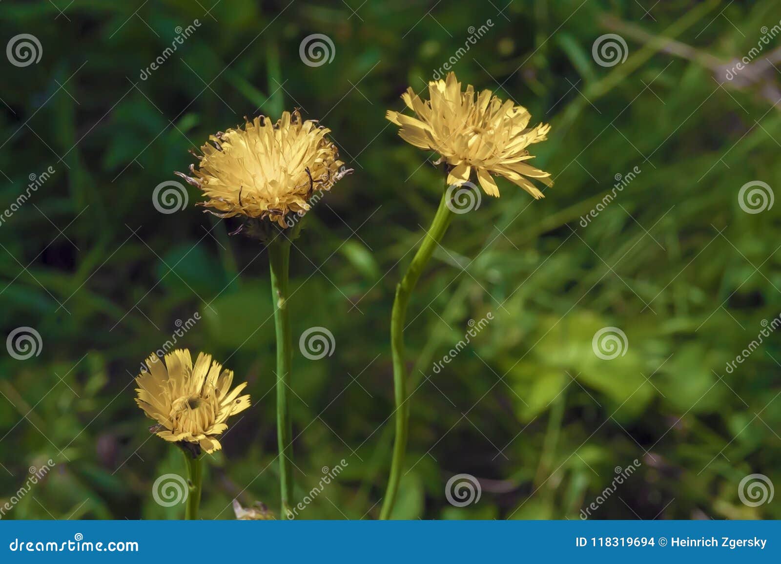 Yellow Flowers on Thin Stems Stock Photo - Image of petal, macro: 118319694