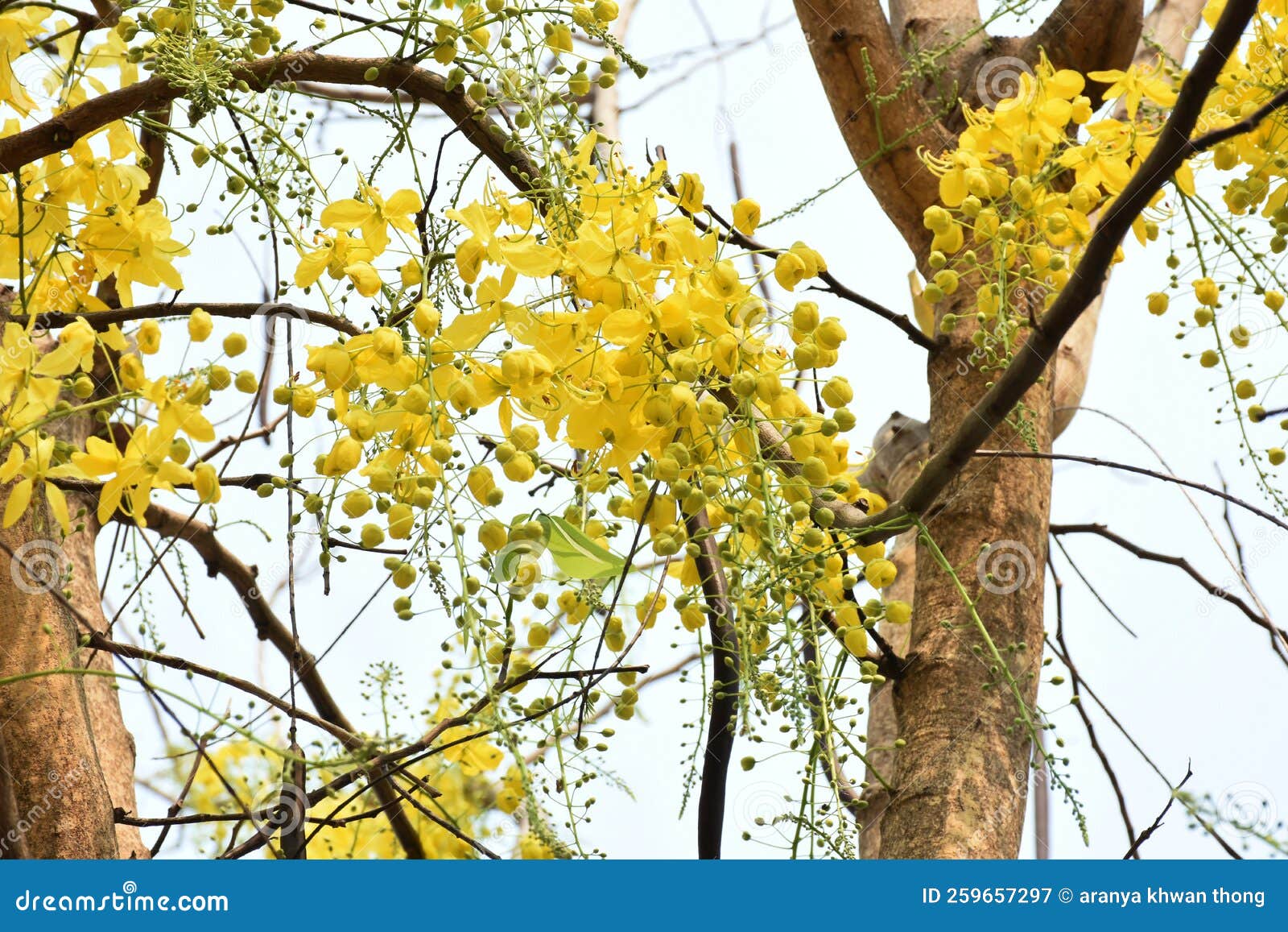 Yellow flowers on the tree stock image. Image of october - 259657297