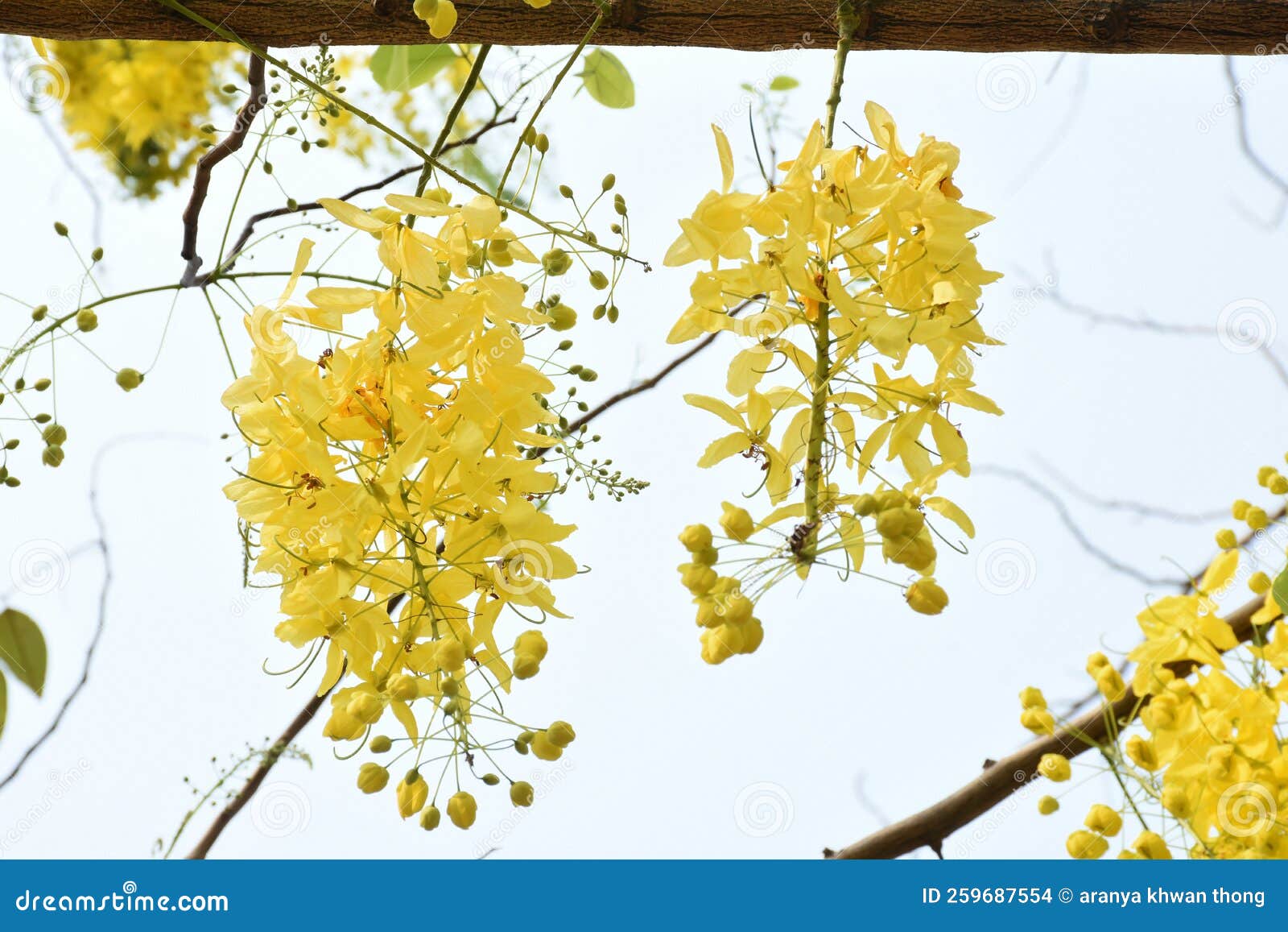 Yellow flowers on the tree stock photo. Image of garden - 259687554