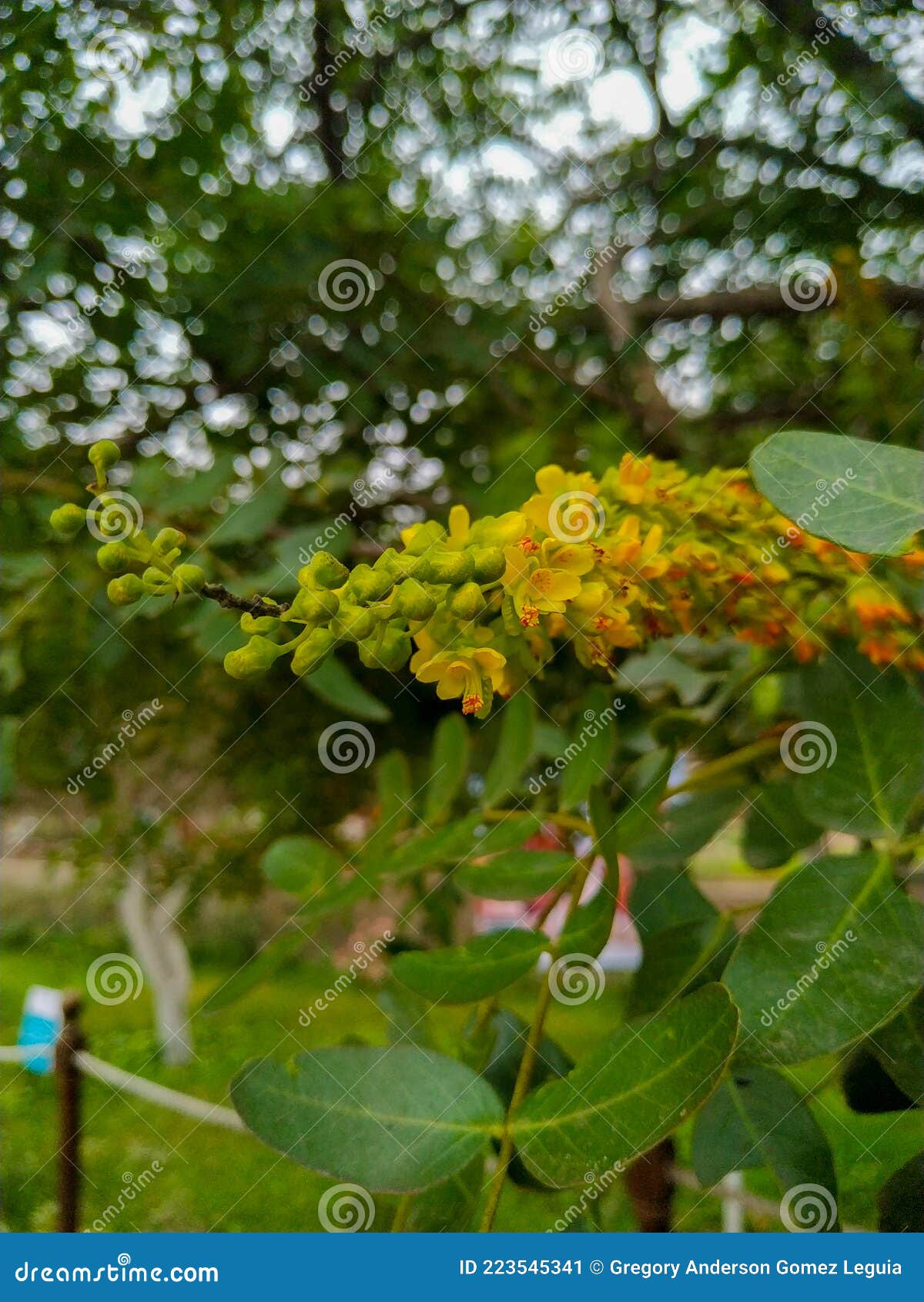 Yellow Flowers on a Tree Branch Stock Image - Image of deep, floral ...